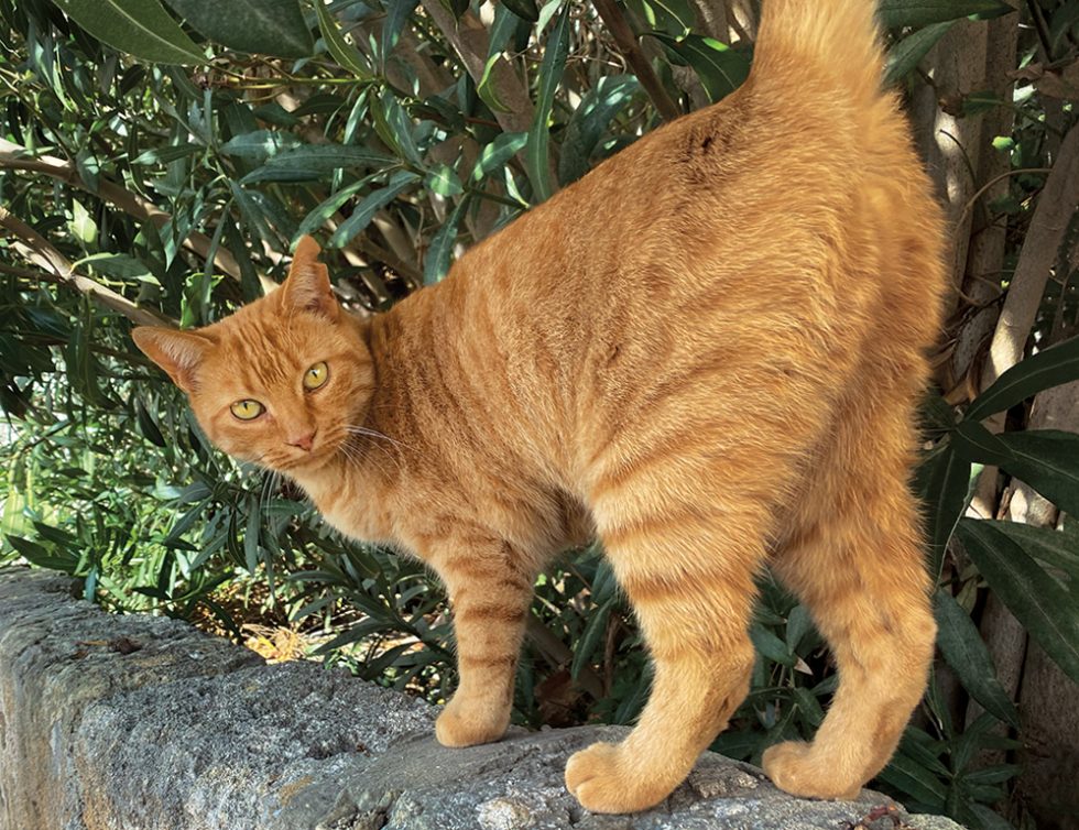 Castration - Street Cats of Vis