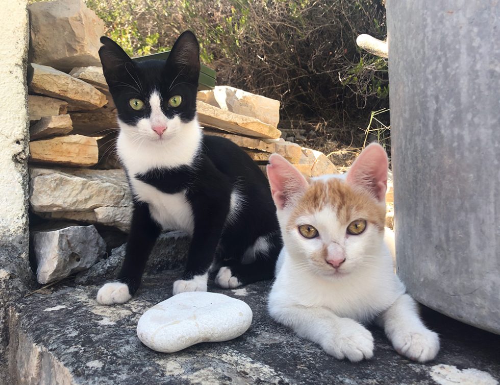 Dangers for street cats - Street Cats of Vis