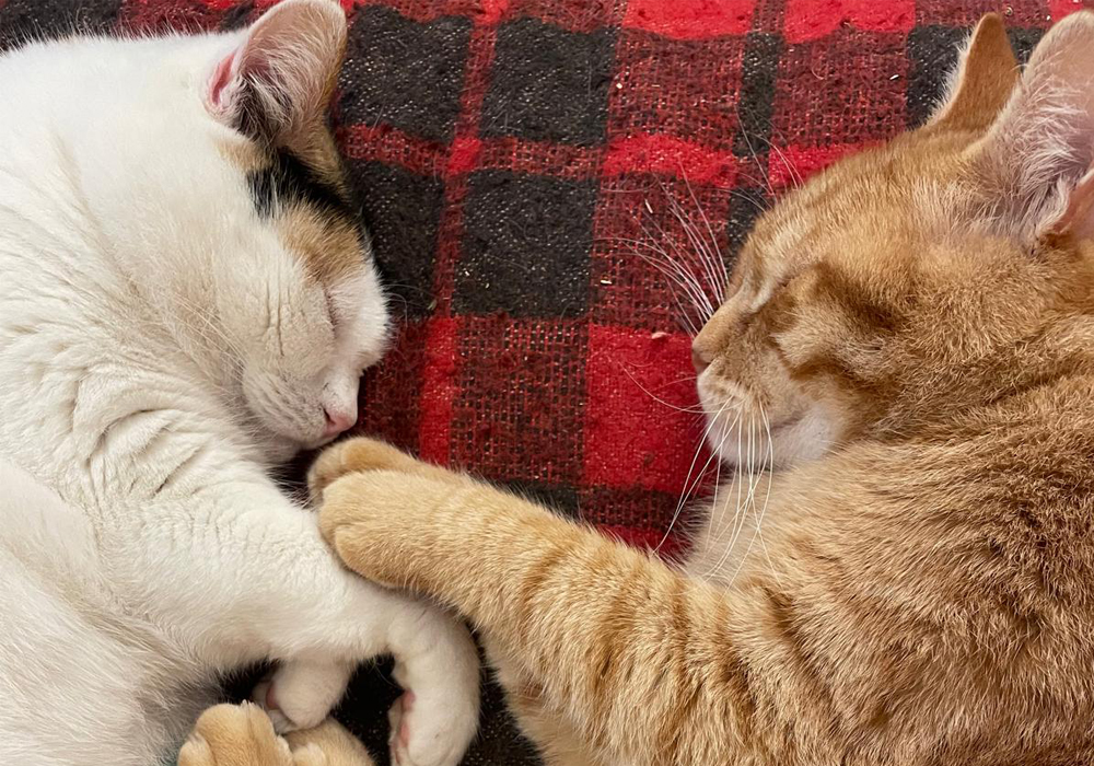 Adopt Fireball and Mini - Street Cats of Vis