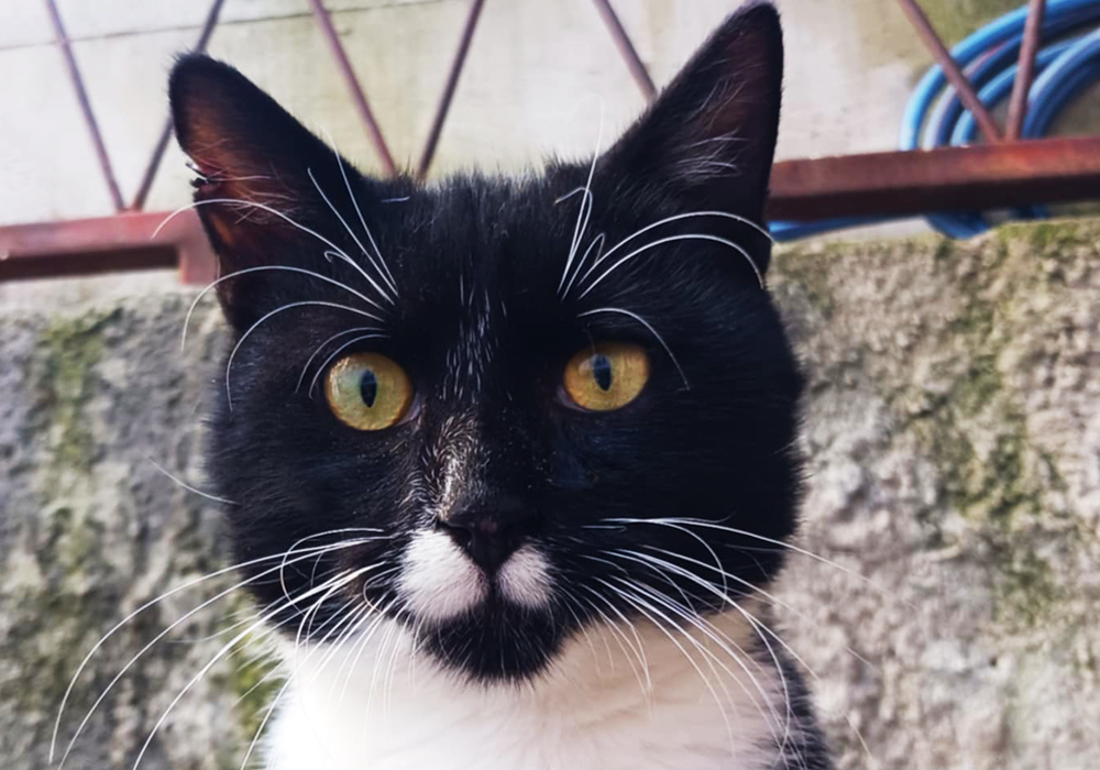 Adopt Mate Mišo - Street Cats of Vis